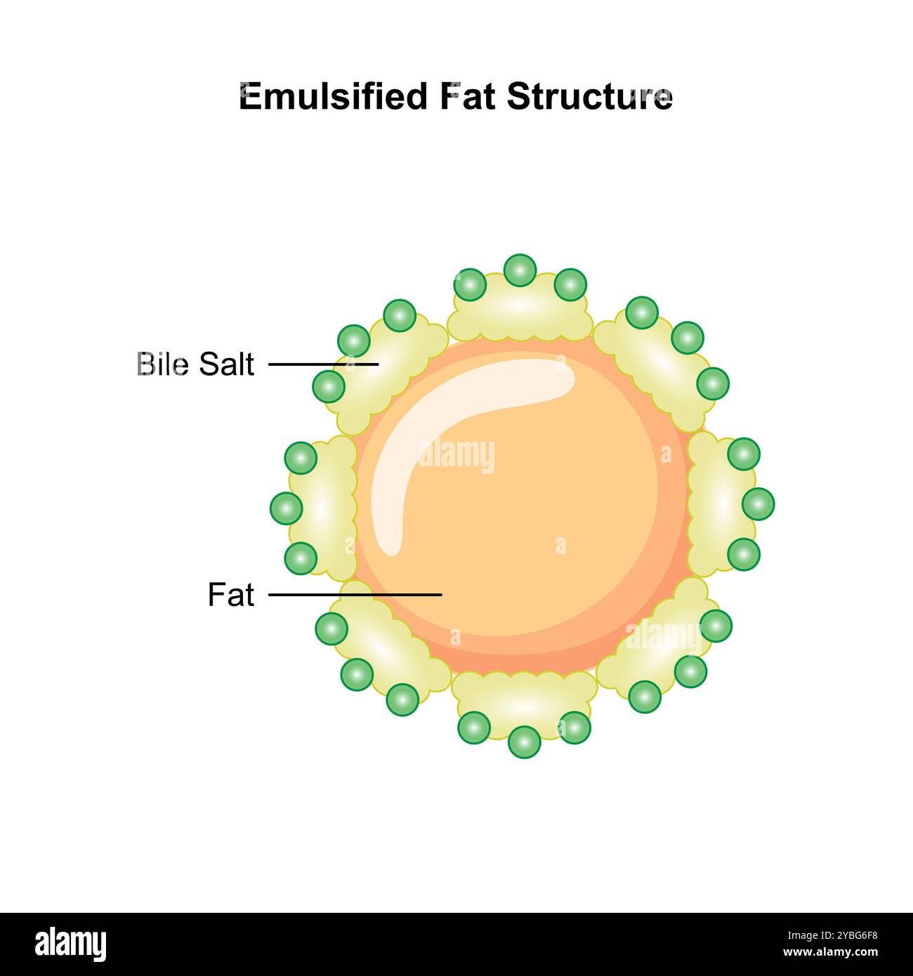 Fat emulsification by bile salts hi-res stock photography and images ...