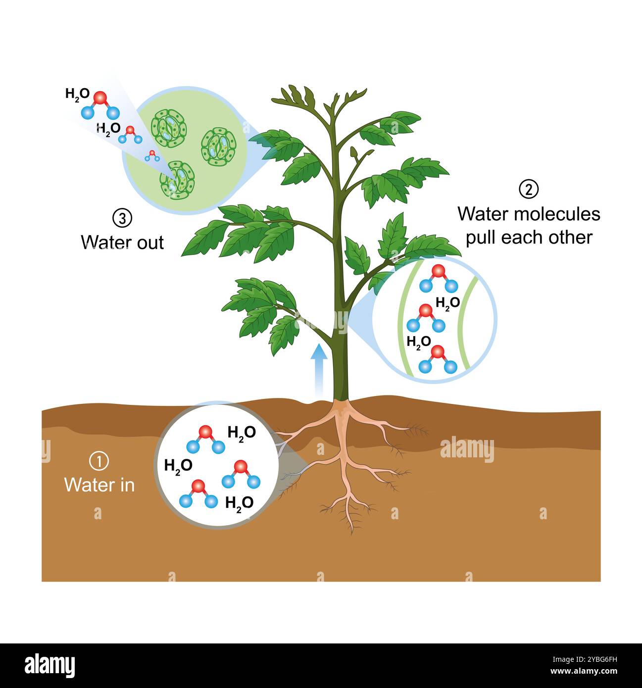 Transpiration In Flowers