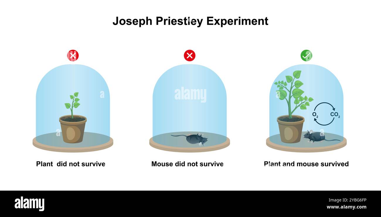 Photosynthesis experiment hi-res stock photography and images - Alamy