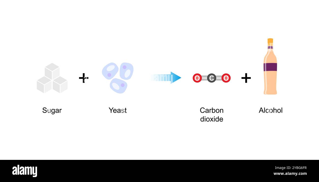 Fermentation product Cut Out Stock Images & Pictures - Alamy