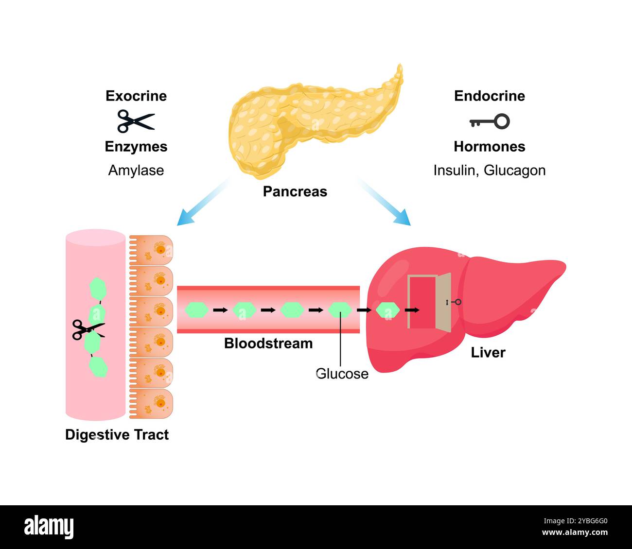 Amylase structure hi-res stock photography and images - Alamy