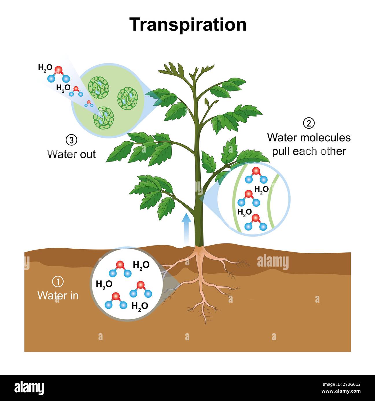 Transpiration diagram hi-res stock photography and images - Alamy