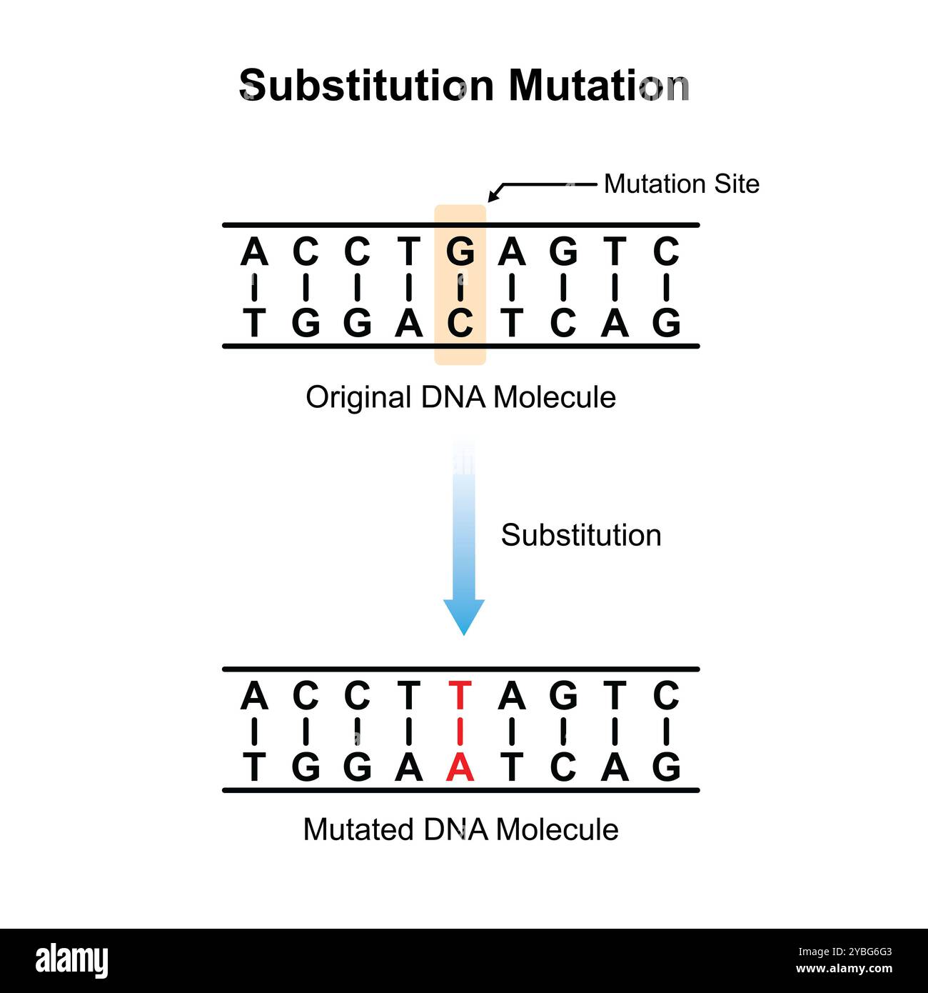 substitution-mutation-illustration-stock-photo-alamy