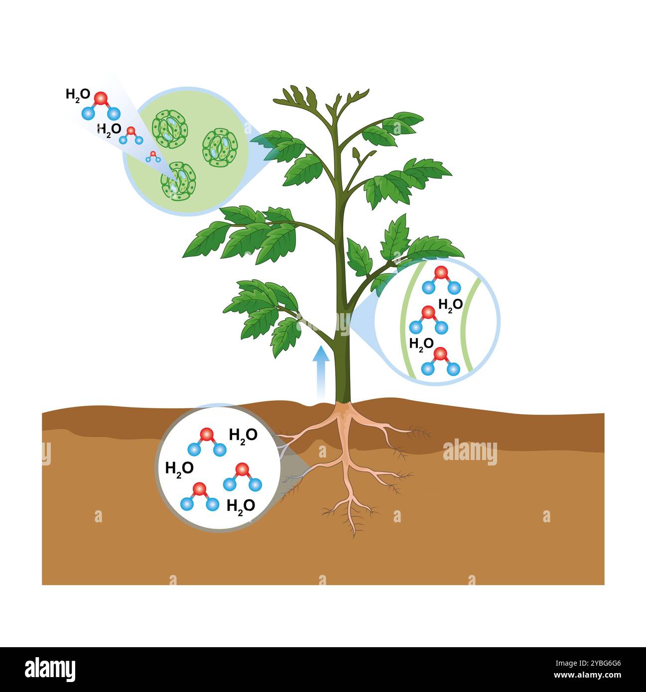 Transpiration diagram hi-res stock photography and images - Alamy
