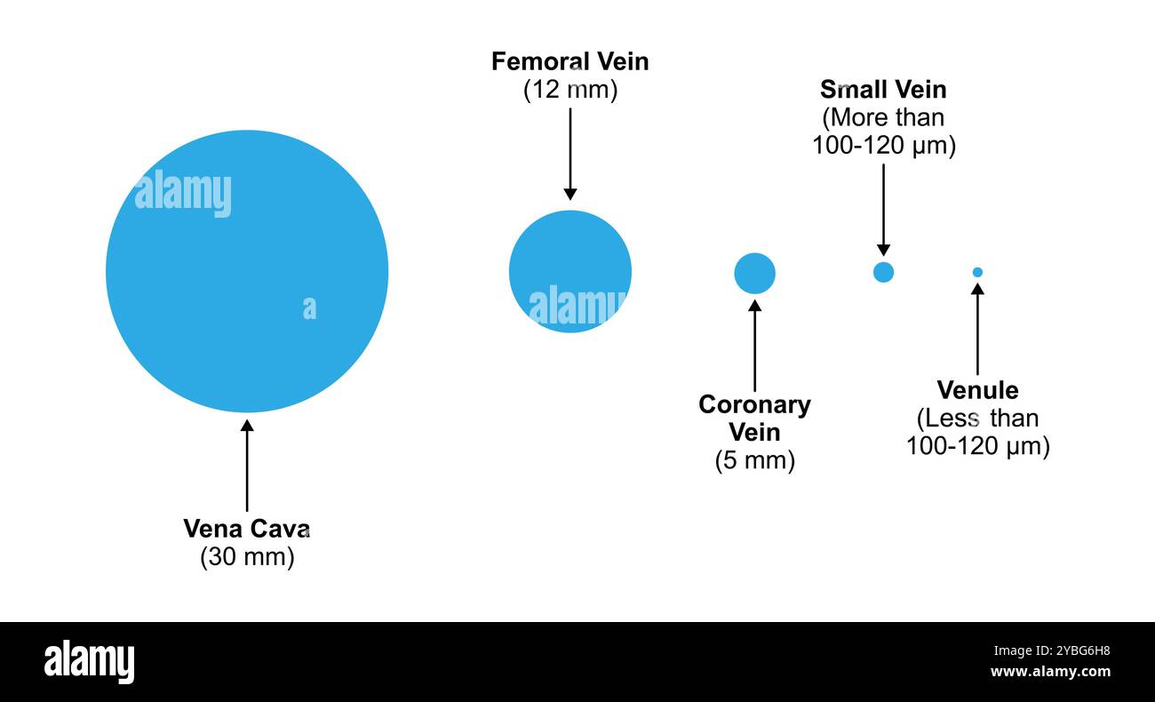 Vein sizes hi-res stock photography and images - Alamy