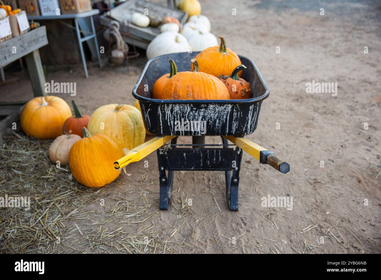 Wheelbarrow Full of Pumpkins at a Rustic Pumpkin Patch in Autumn Stock ...