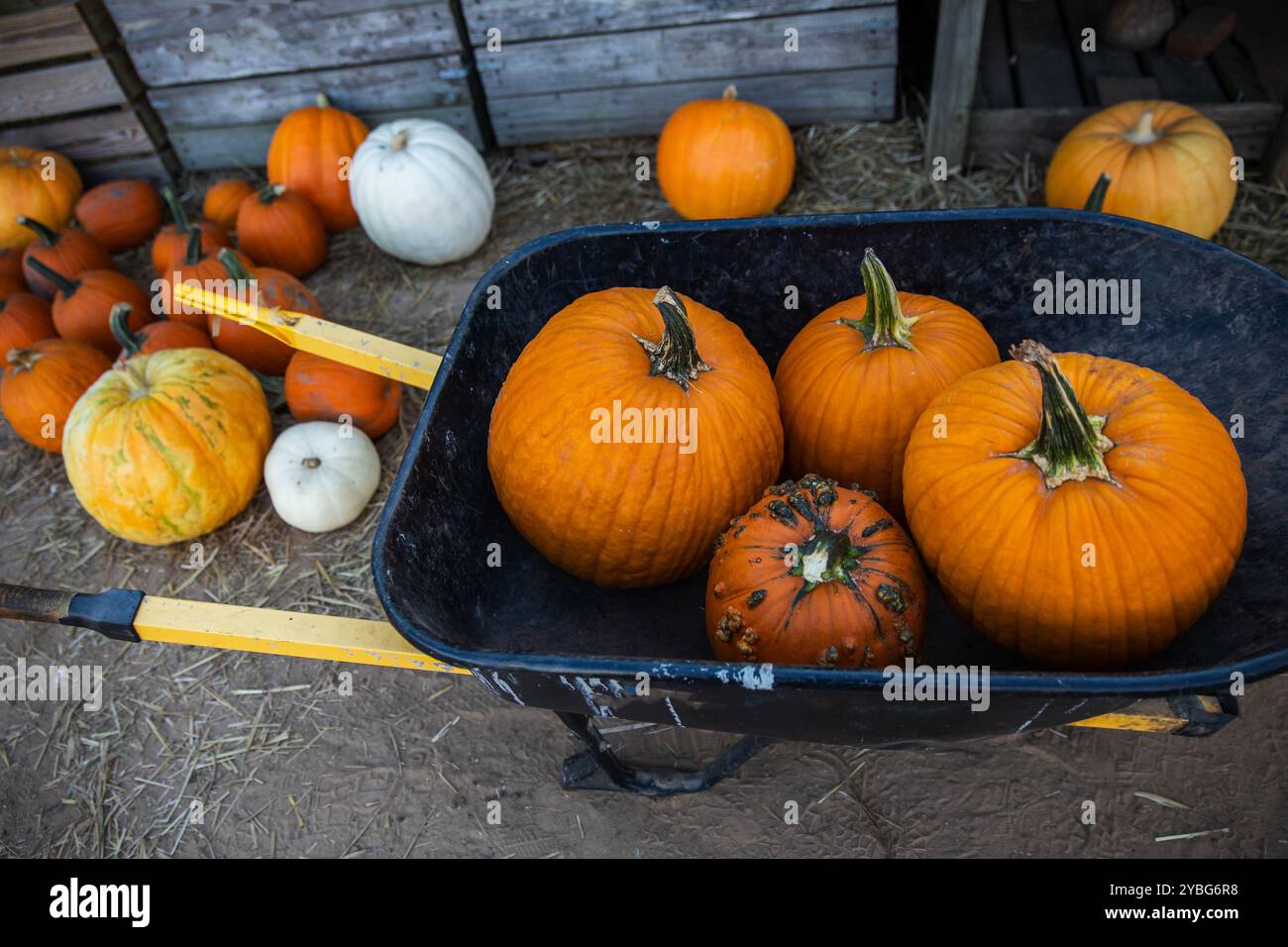 Wheelbarrow Full of Pumpkins at a Rustic Pumpkin Patch in Autumn Stock ...