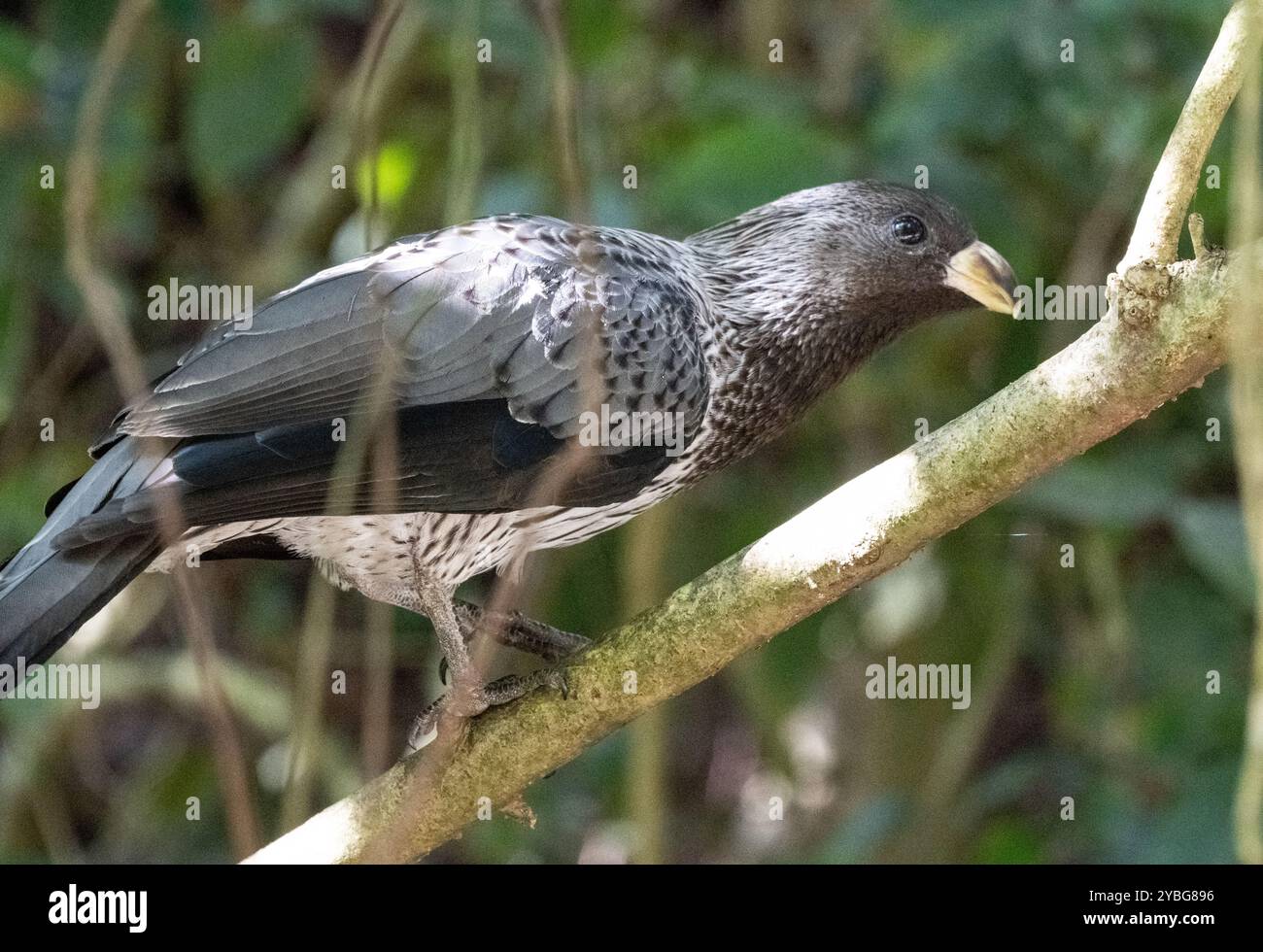 Western Grey Plantain Eater at the Birds of Eden aviary in South Africa ...