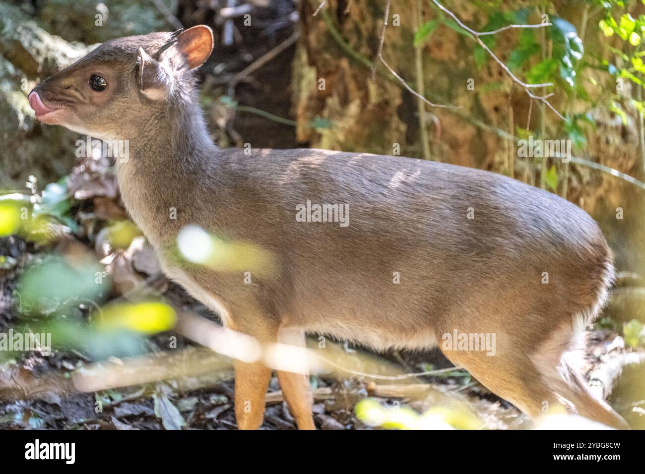 Duiker africa hi-res stock photography and images - Alamy