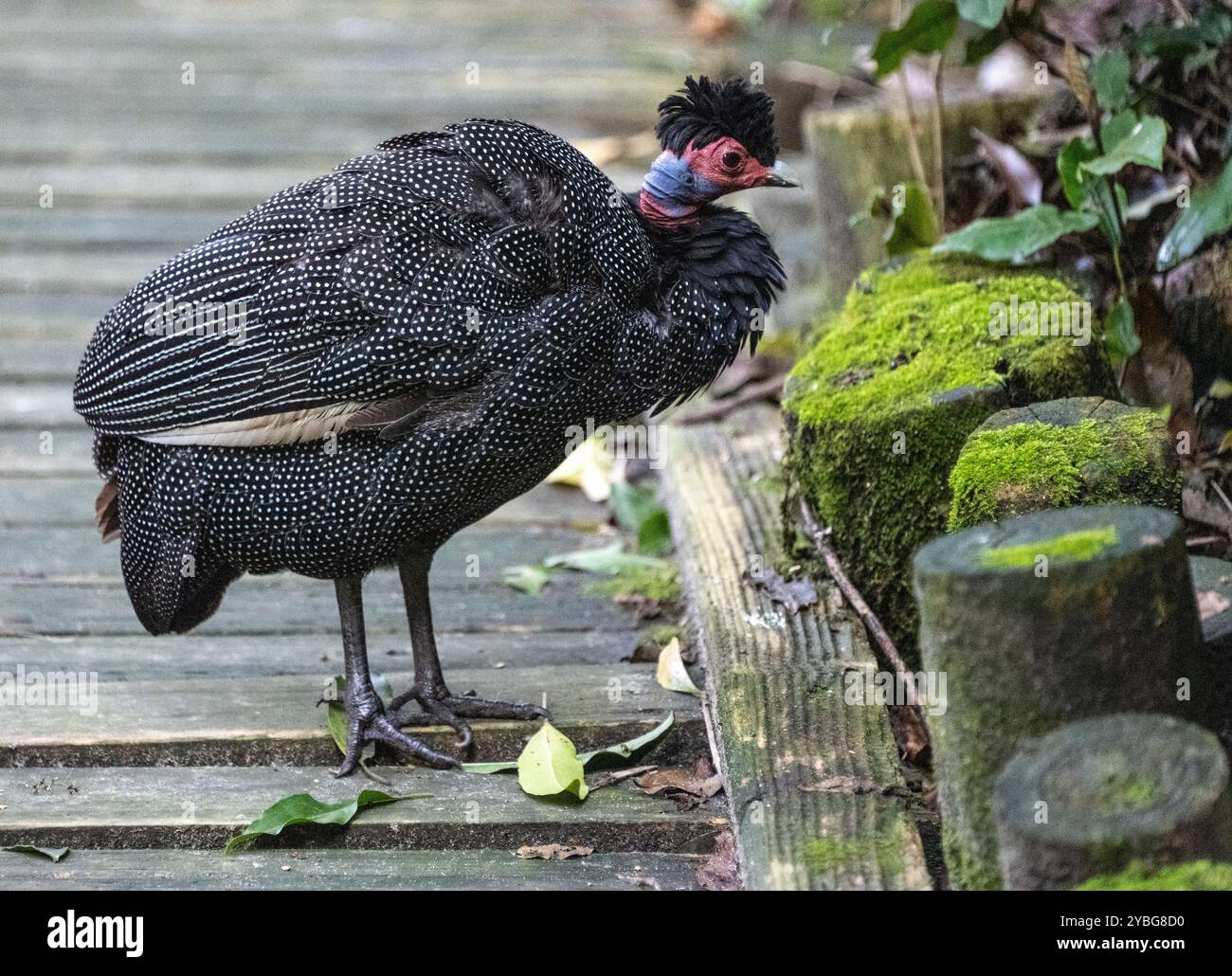 Kenya Crested Guinea Fowl at the Birds of Eden aviary in South Africa ...