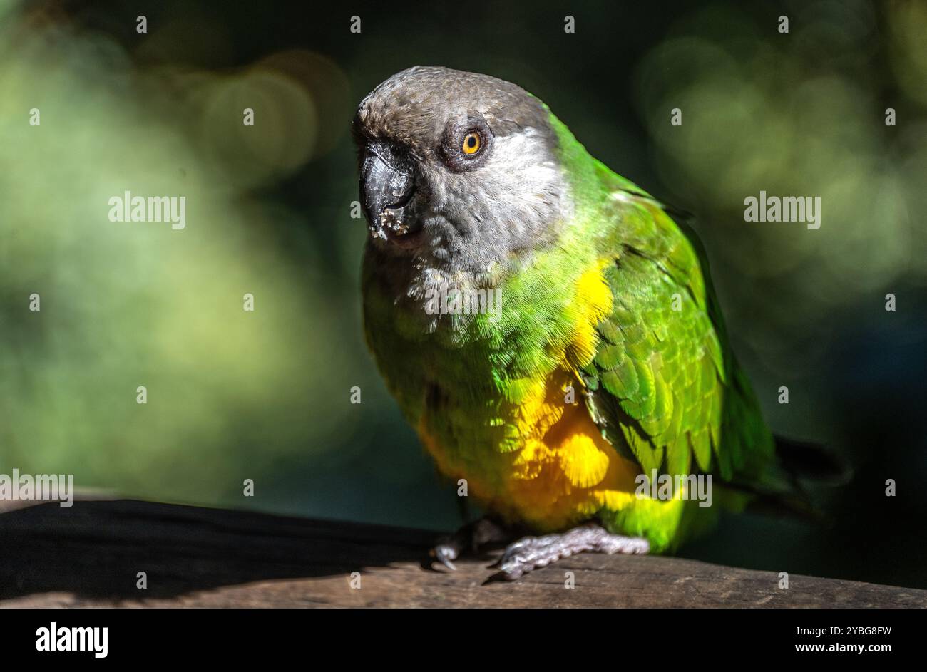 Senegal Parrot at the Birds of Eden aviary in South Africa Stock Photo ...