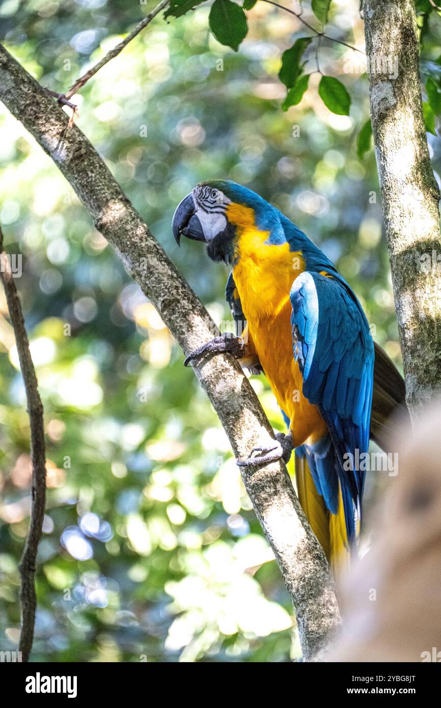 Blue and Gold Macaw at the Birds of Eden aviary in South Africa Stock ...
