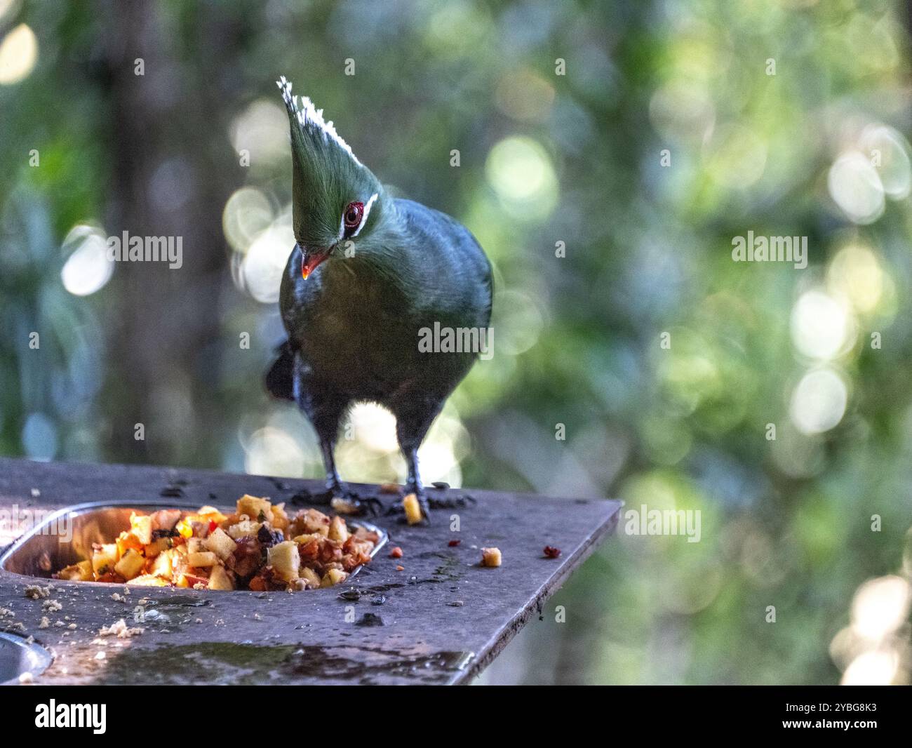 Green Turaco at the Birds of Eden aviary in South Africa Stock Photo ...