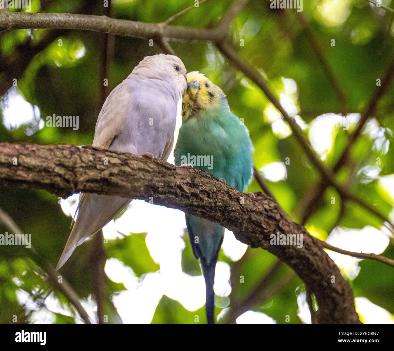 Budgerigar, Budgie parrot at the Birds of Eden aviary in South Africa ...