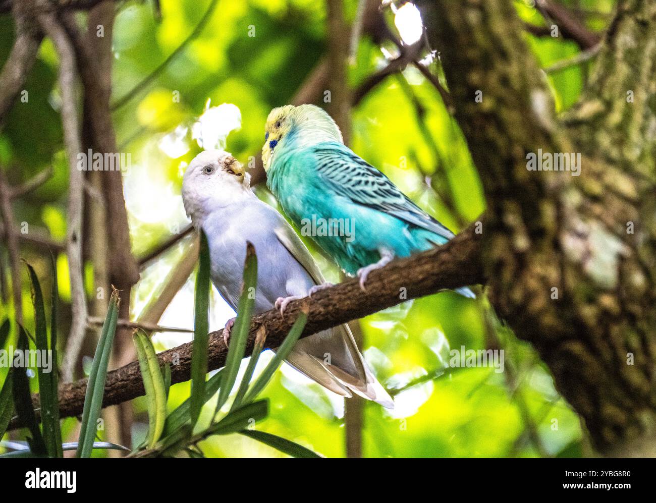 Budgerigar, Budgie parrot at the Birds of Eden aviary in South Africa ...