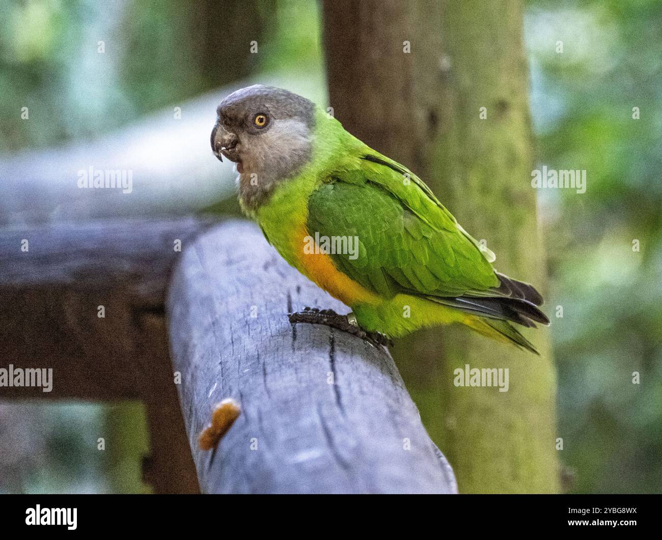 Senegal Parrot at the Birds of Eden aviary in South Africa Stock Photo ...