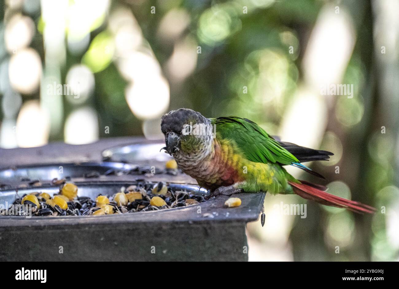 Maroon-bellied Conure at the Birds of Eden aviary in South Africa Stock ...
