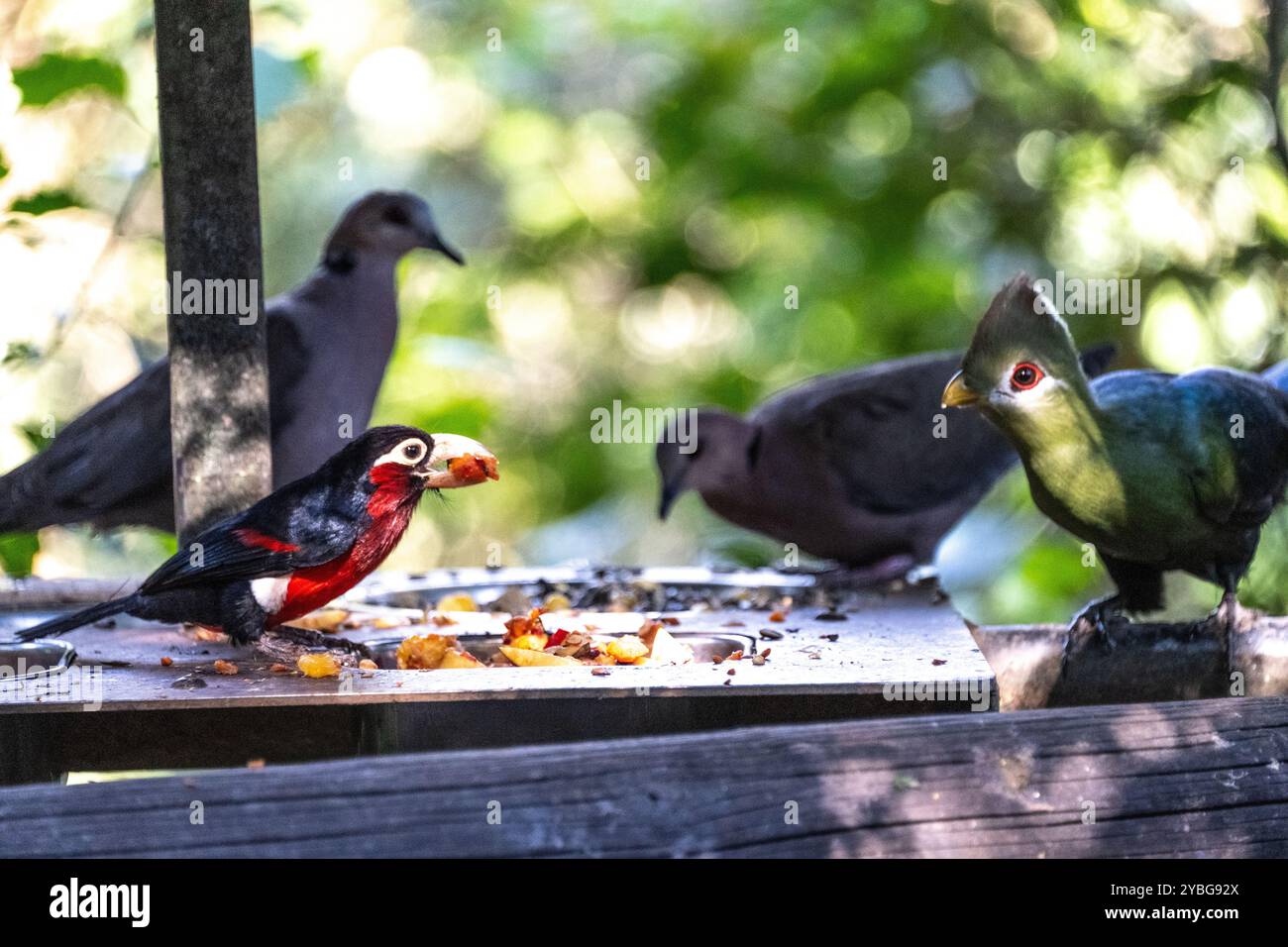 Double toothed Barbet and Green Turaco at the Birds of Eden aviary in ...