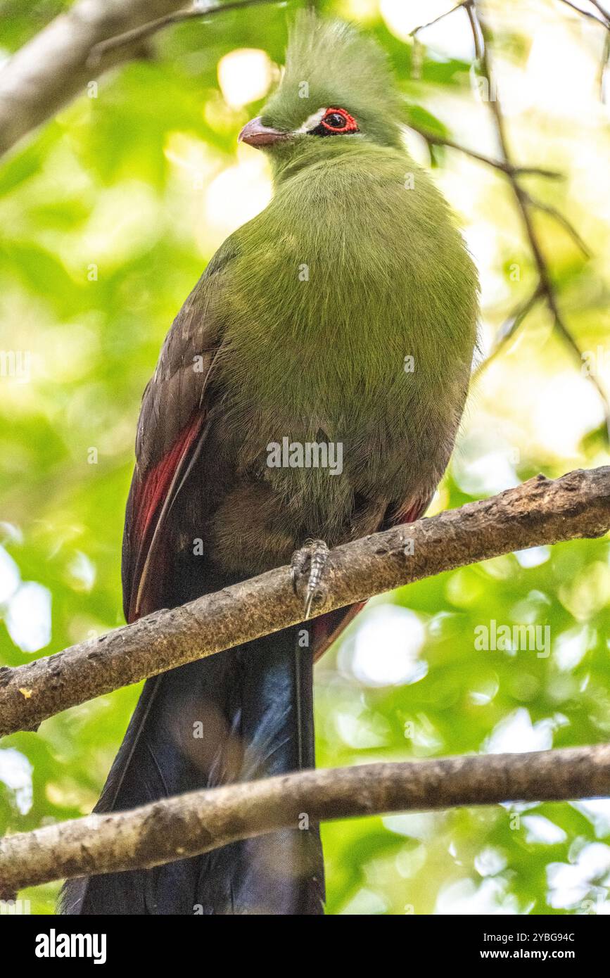 Buffoni Green Turaco at the Birds of Eden aviary in South Africa Stock ...