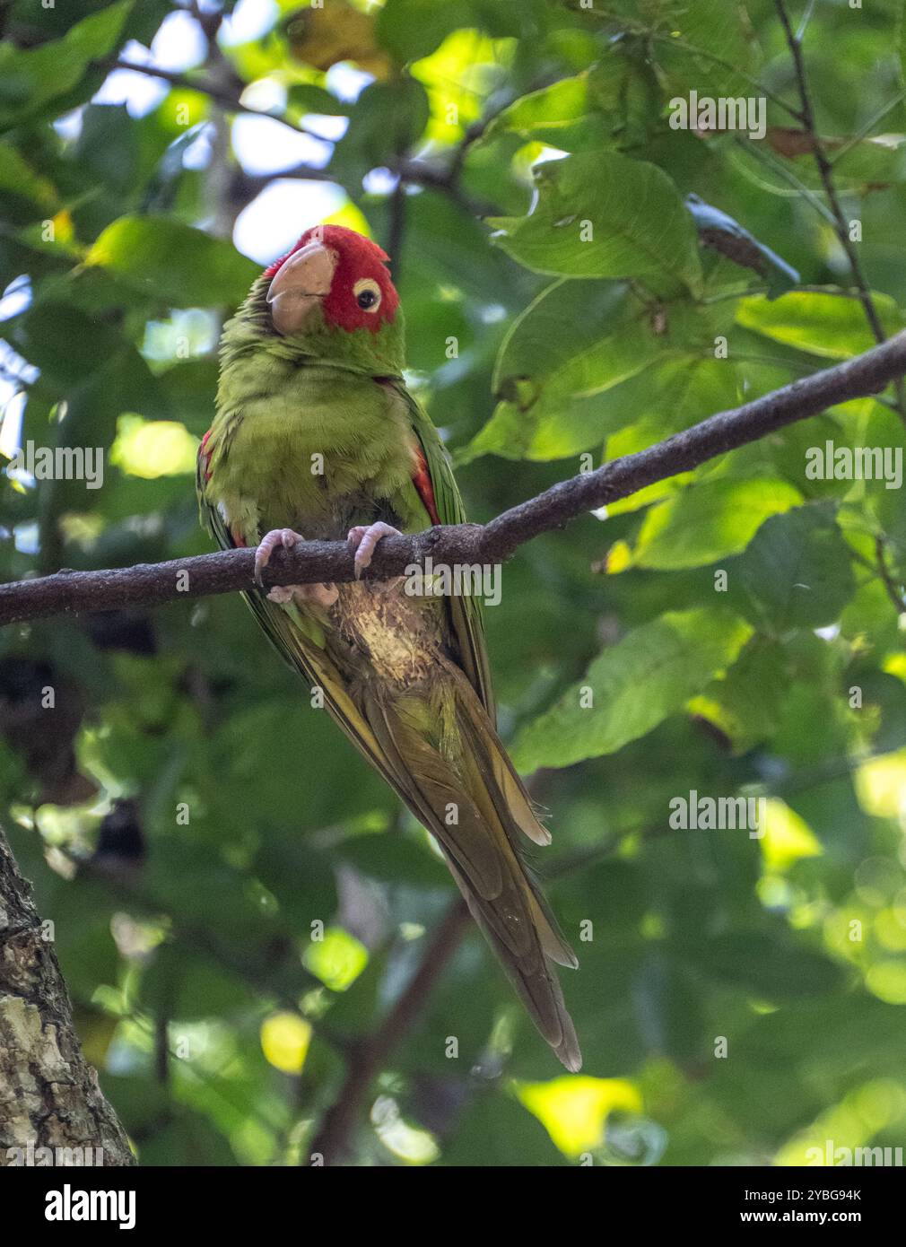 Red-masked Conure at the Birds of Eden aviary in South Africa Stock ...