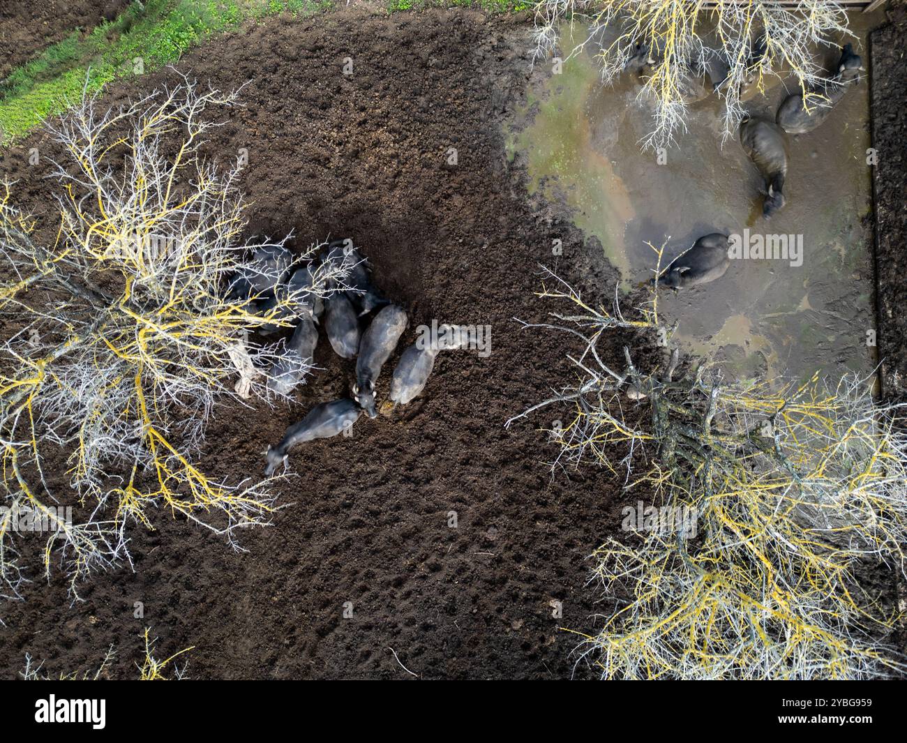 Herd buffalo lie in hi-res stock photography and images - Alamy