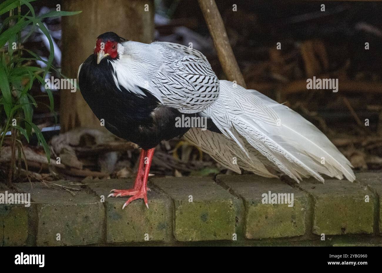 Lady amherst's pheasant at the Birds of Eden aviary in South Africa ...