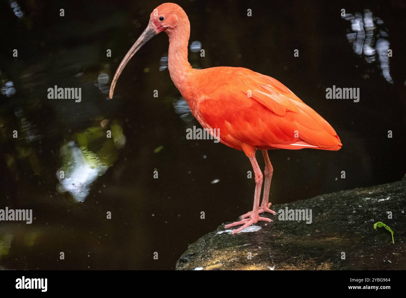 Scarlet Ibis at the Birds of Eden aviary in South Africa Stock Photo ...
