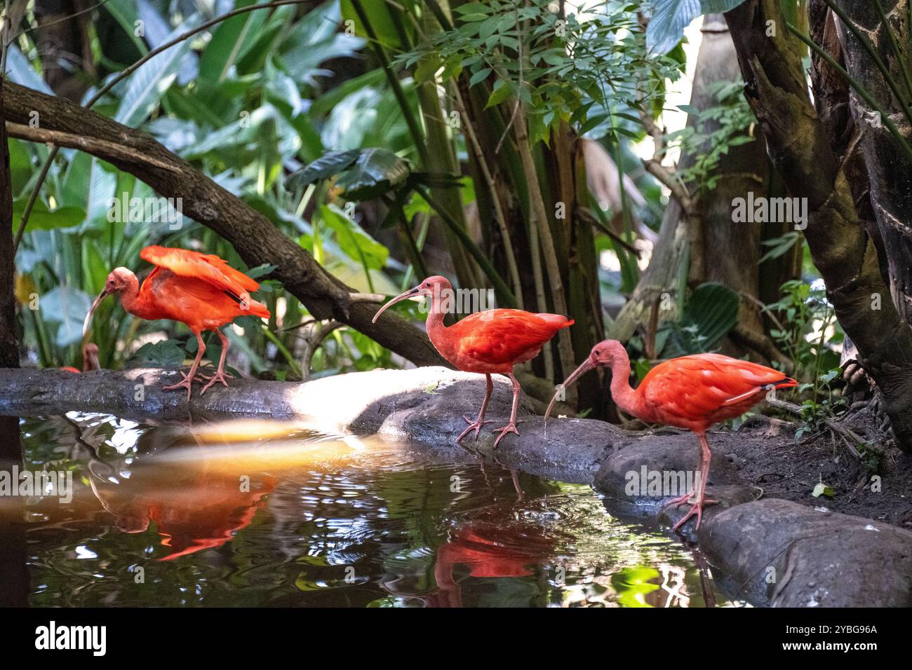 Scarlet Ibis at the Birds of Eden aviary in South Africa Stock Photo ...