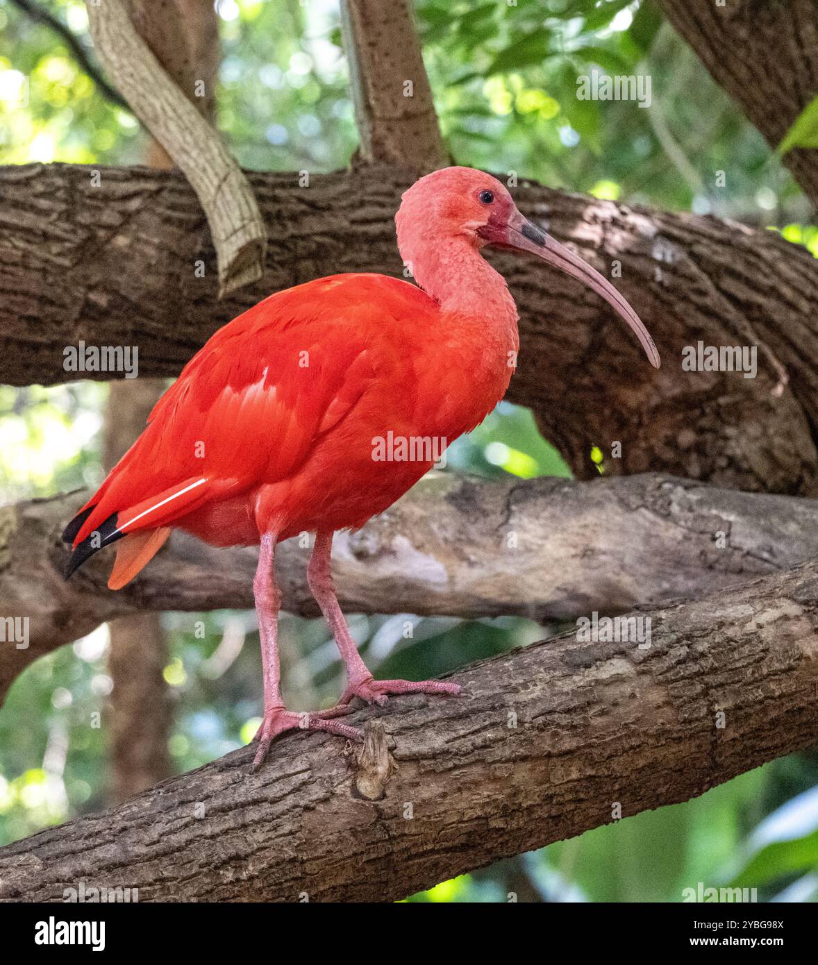 Scarlet Ibis at the Birds of Eden aviary in South Africa Stock Photo ...