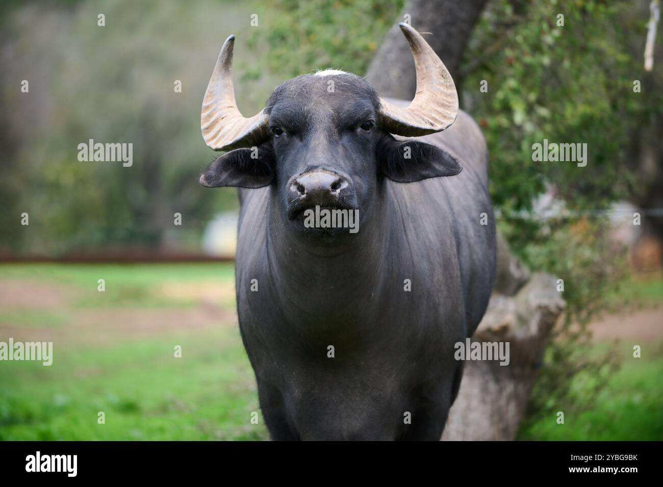 A large water buffalo on a grassy farm under the trees in the afternoon ...