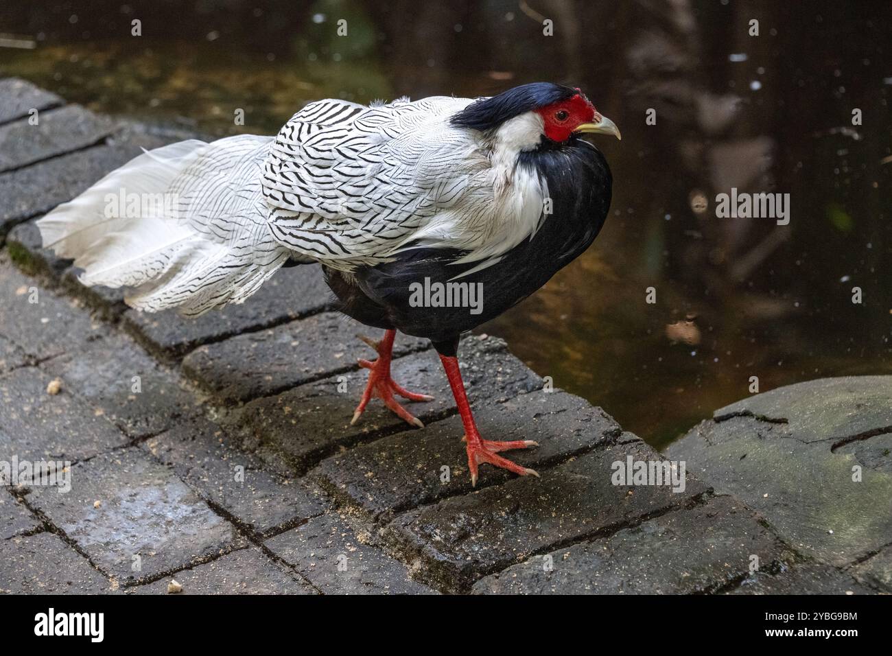 Lady amherst's pheasant at the Birds of Eden aviary in South Africa ...