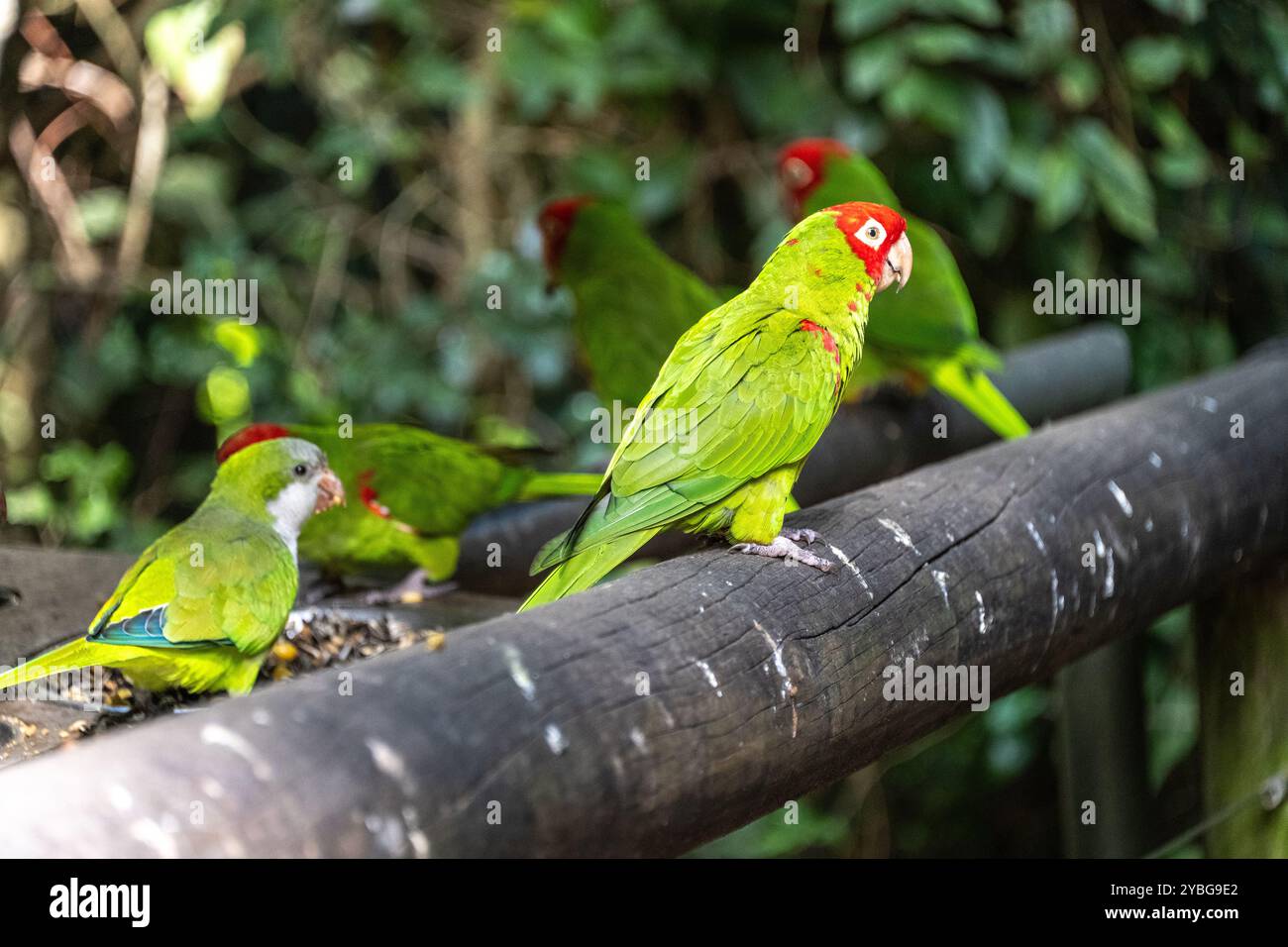 Red-masked Conure at the Birds of Eden aviary in South Africa Stock ...