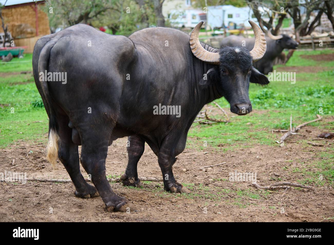 A large water buffalo on a grassy farm under the trees in the afternoon ...