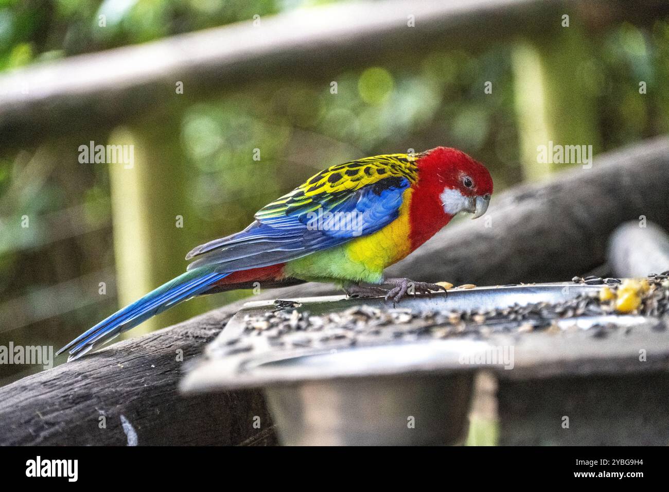 Eastern Rosella at the Birds of Eden aviary in South Africa Stock Photo ...