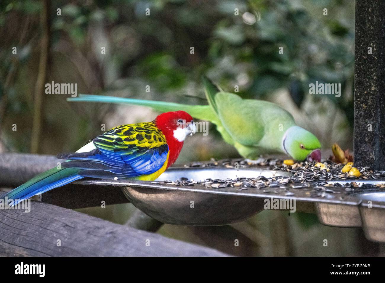 Eastern Rosella and Indian Ringneck Parakeet at the Birds of Eden aviary in South Africa Stock ...