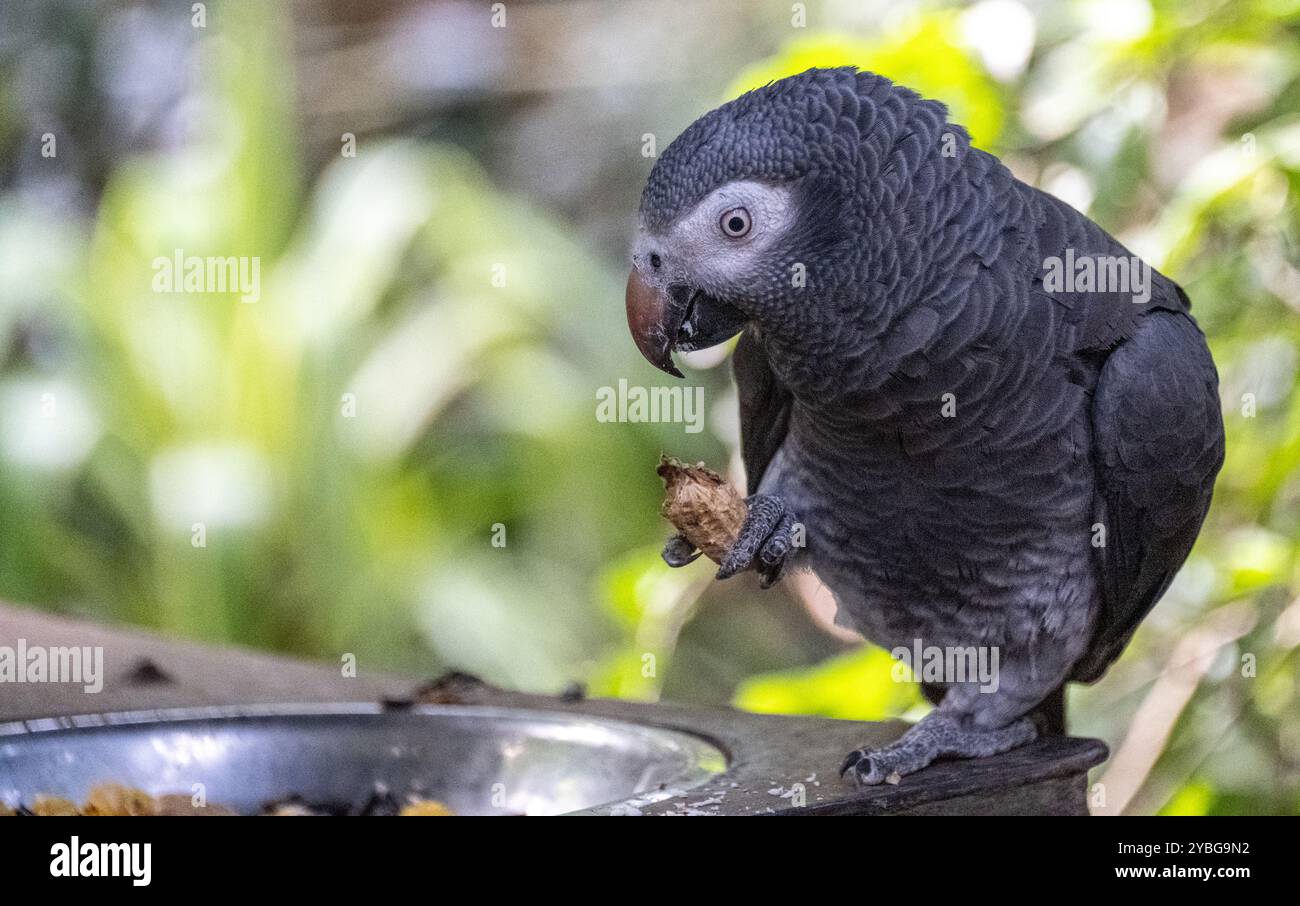 African Grey Parrot eatting a peanut at the Birds of Eden aviary in ...