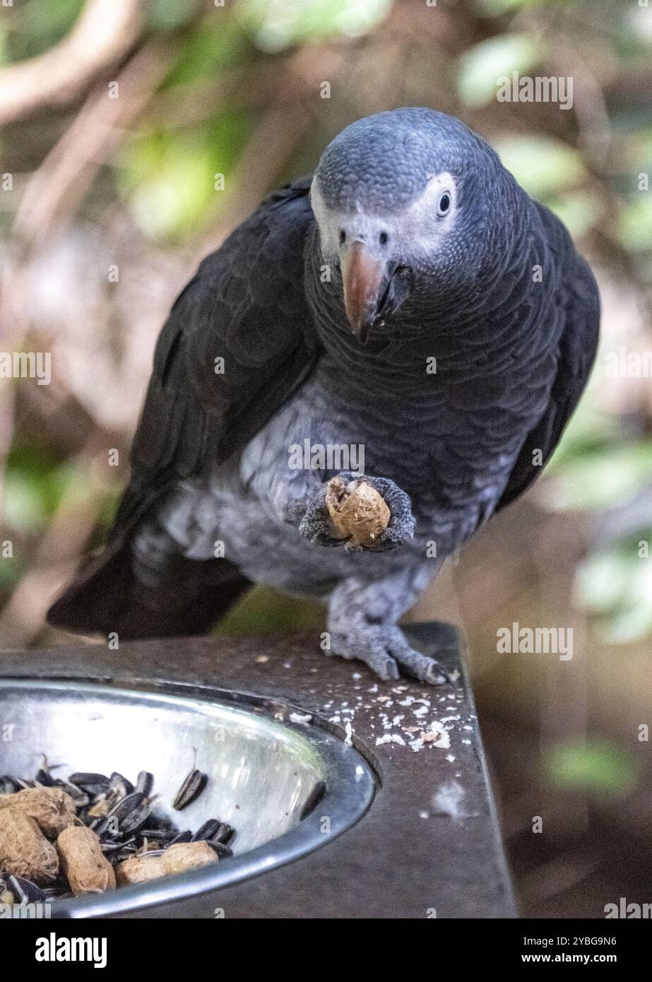 African Grey Parrot eatting a peanut at the Birds of Eden aviary in ...