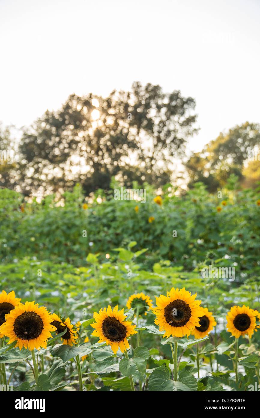 Vibrant Field of Sunflowers at Peak Bloom in Late Summer Stock Photo ...