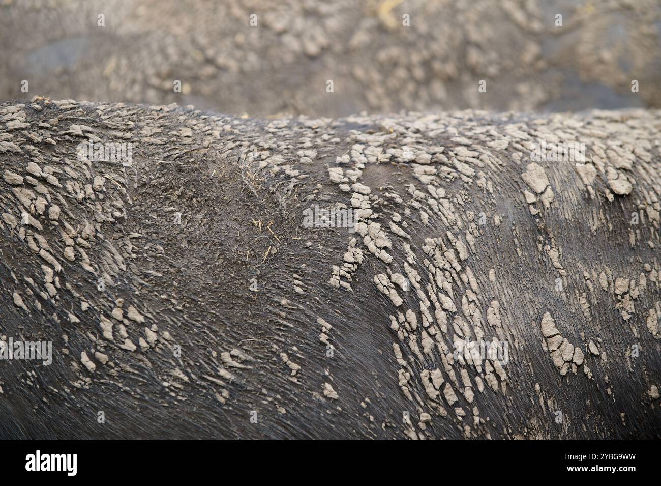 Dried buffalo skin hi-res stock photography and images - Alamy