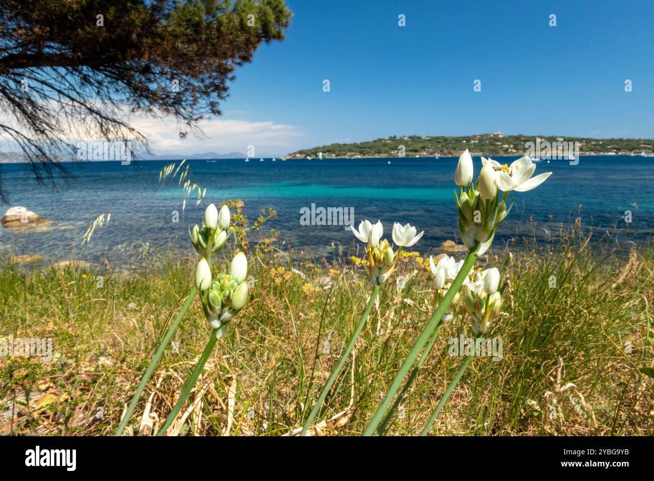 Star of Bethlehem (Ornithogalum arabicum) a species of white flowers in ...