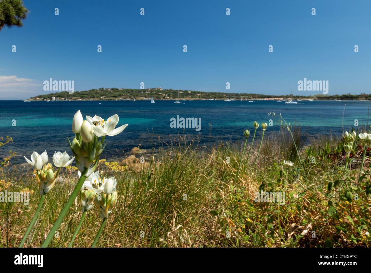 Star of Bethlehem (Ornithogalum arabicum) a species of white flowers in ...