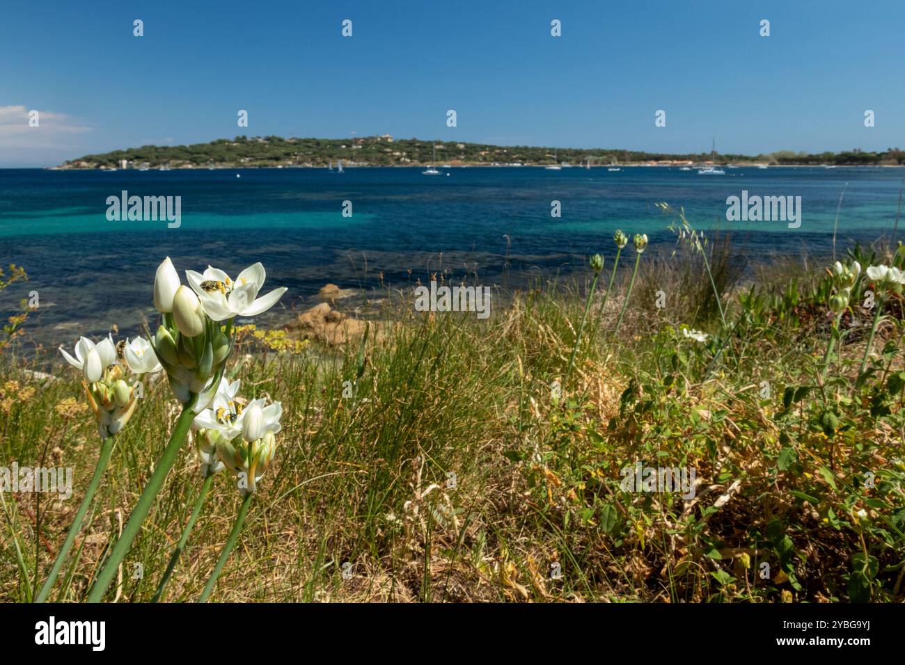 Star of Bethlehem (Ornithogalum arabicum) a species of white flowers in ...