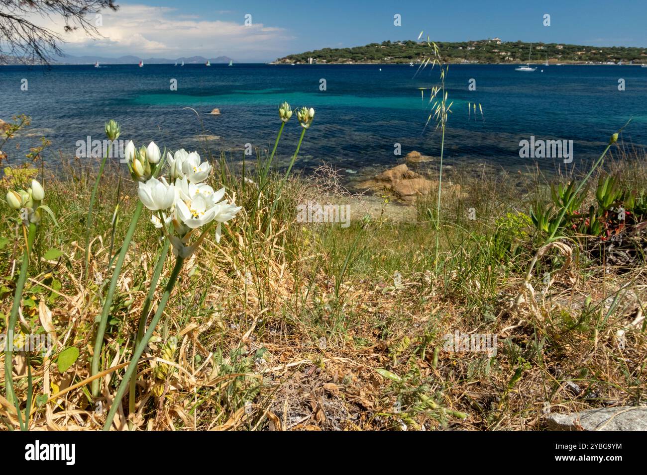 Star of Bethlehem (Ornithogalum arabicum) a species of white flowers in ...