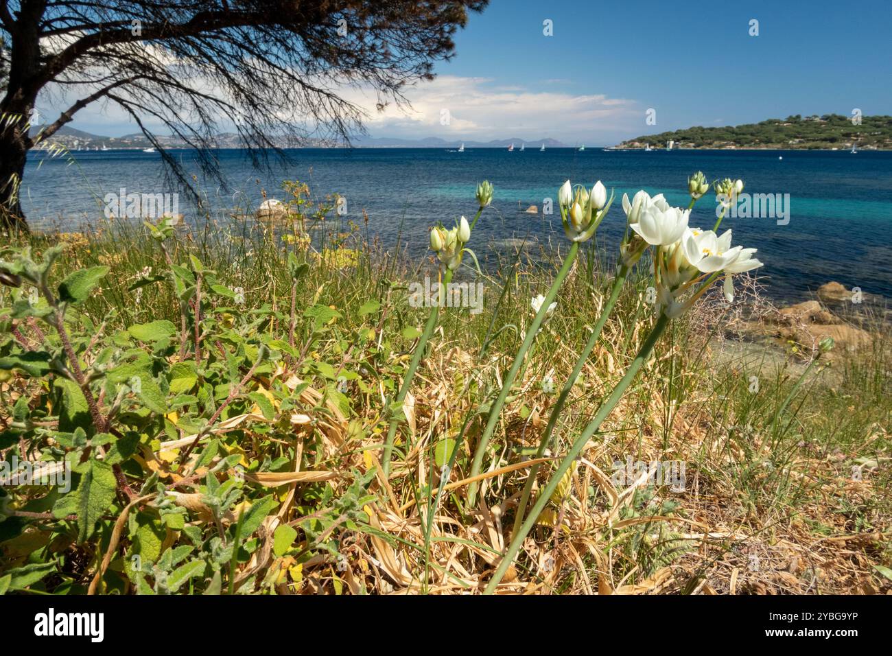 Star of Bethlehem (Ornithogalum arabicum) a species of white flowers in ...