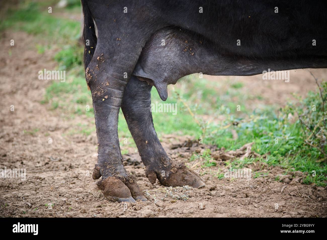 Buffalo udder hi-res stock photography and images - Alamy