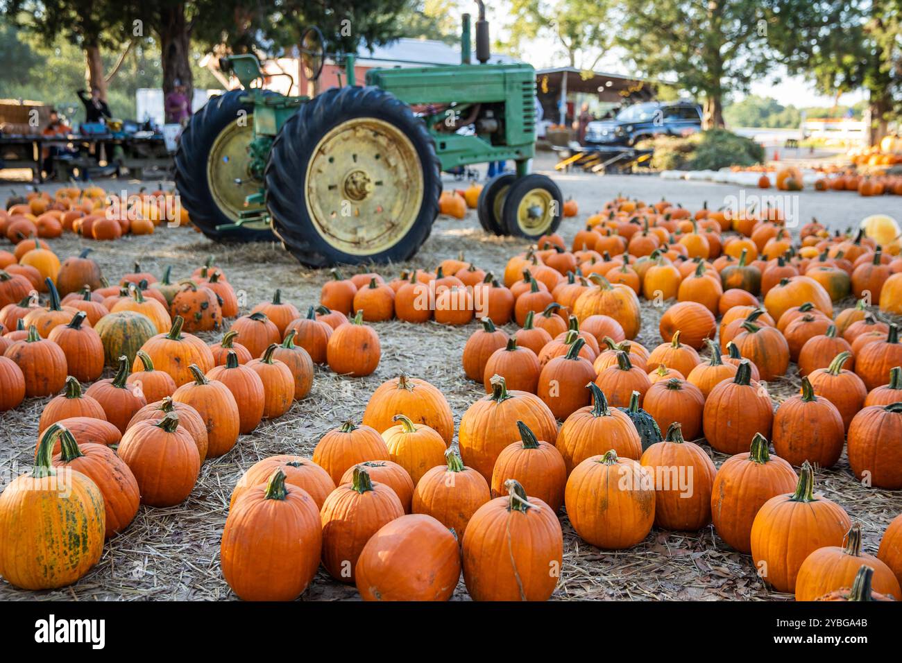 Rustic Pumpkin Patch with Orange Pumpkins on the Ground in Autumn with ...