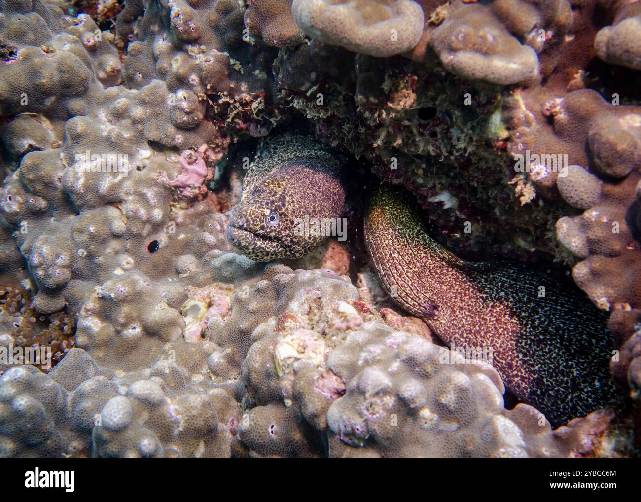 A Pepper Moray eel hides on a sponge-covered coral reef at the bottom ...