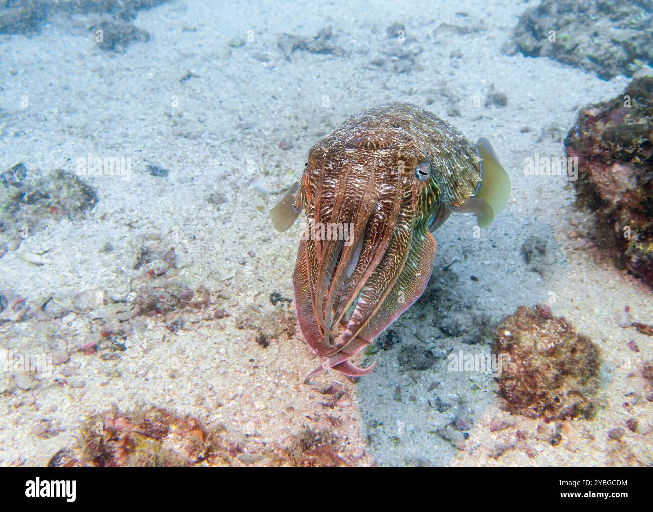 A cuttlefish disguises itself among the brown thickets at the bottom of ...