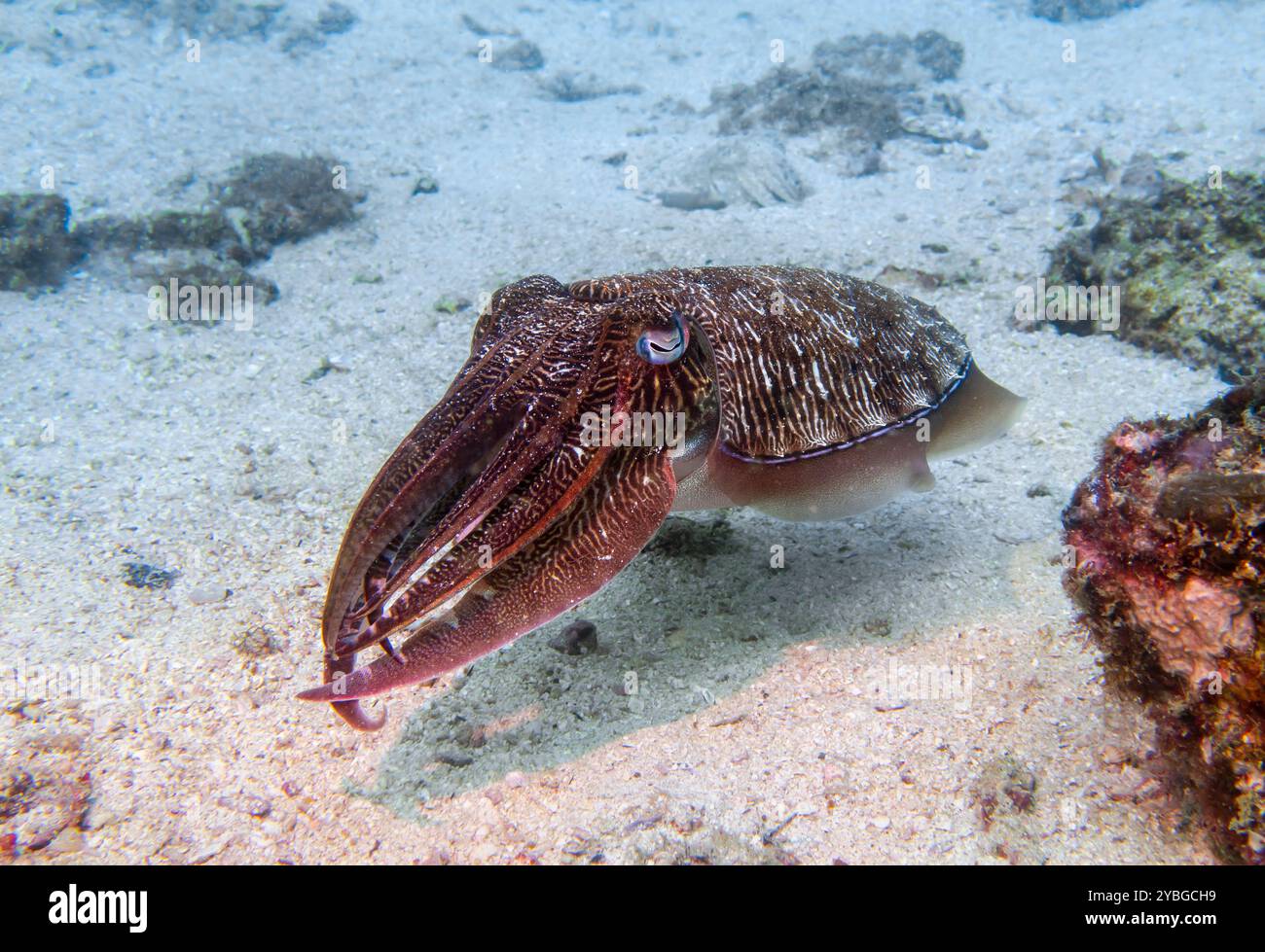 A cuttlefish disguises at the bottom of the Gulf of Oman in Fujairah ...