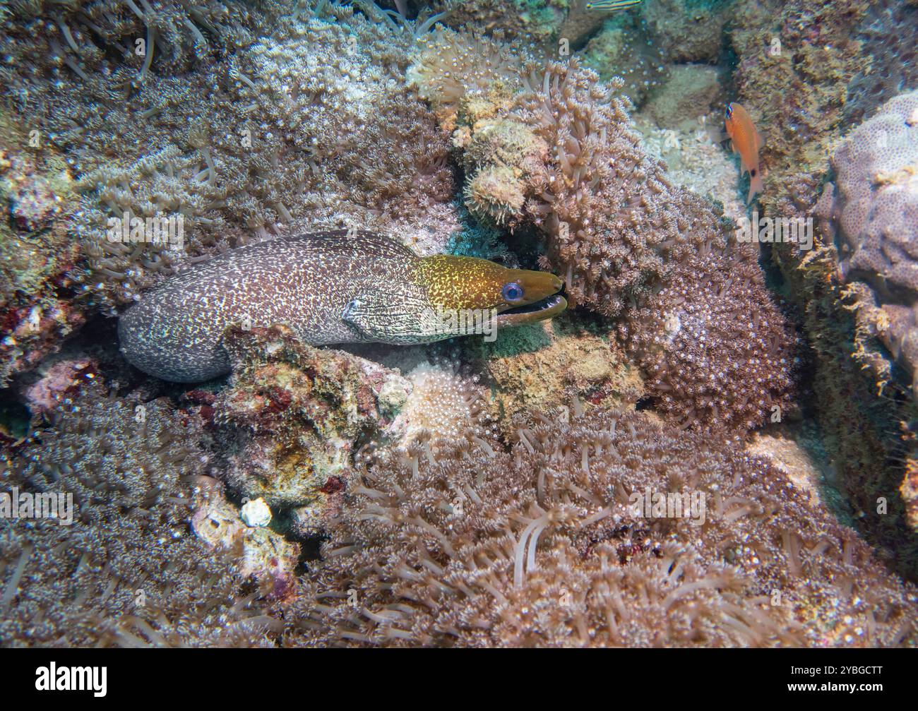 A Pepper Moray eel hides on a coral reef at the bottom of the Gulf of ...